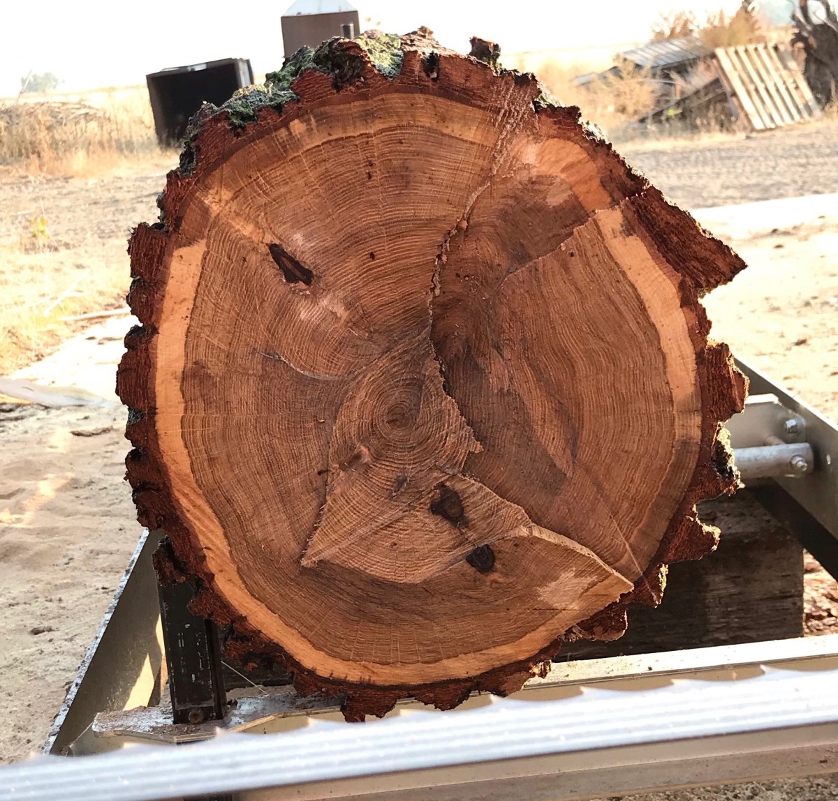Lessons in Milling logs: Burr Oak Challenges – Girl with a Hand Plane